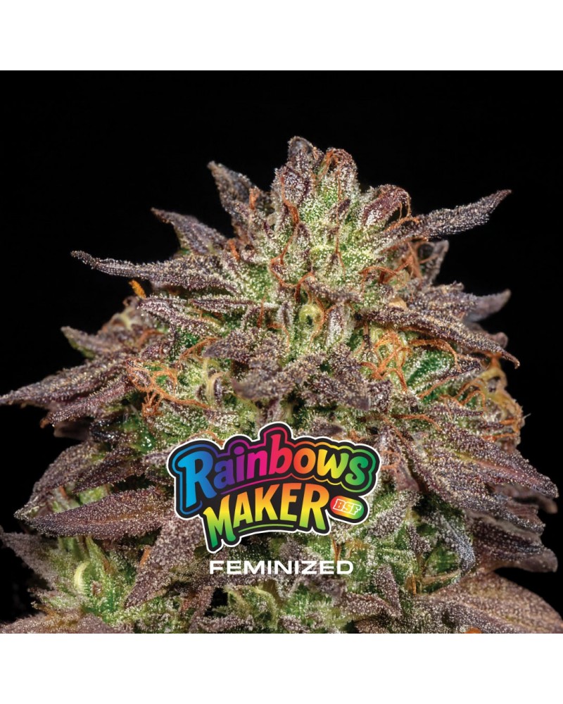 Rainbows Maker Fem x[1/2] – Semillas feminizadas | BSF Formato X1